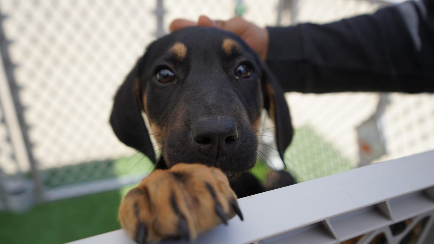 Animalistas hacen colecta para promover esterilización de mascotas en ...