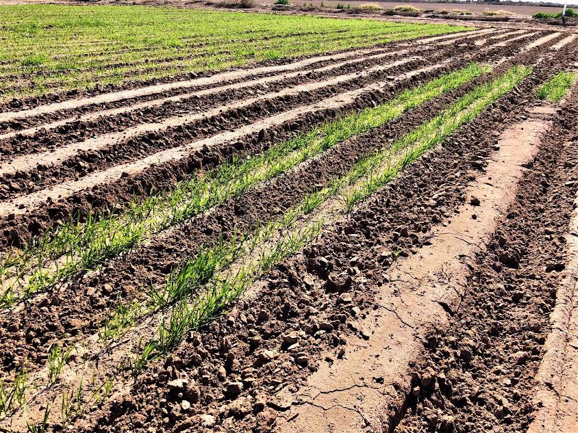 Revisaron la importancia del Diagnóstico de la Salud del Suelo a través ...