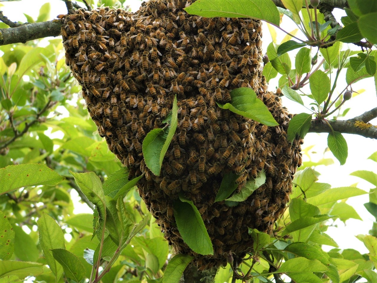 Anuncia AGRICULTURA el inicio de la Segunda Temporada de Reproducción ...