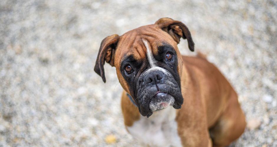 Evita los golpes de calor en tu perrito con estos tapetes refrescantes ...