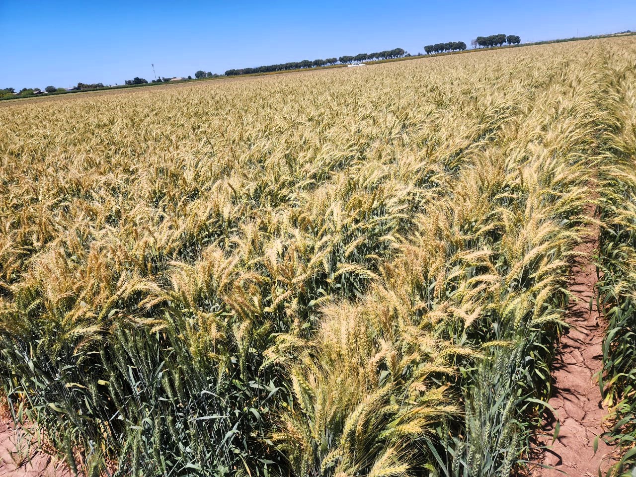 Continúan inspeccionando el desarrollo de la Semilla de Trigo en el ...