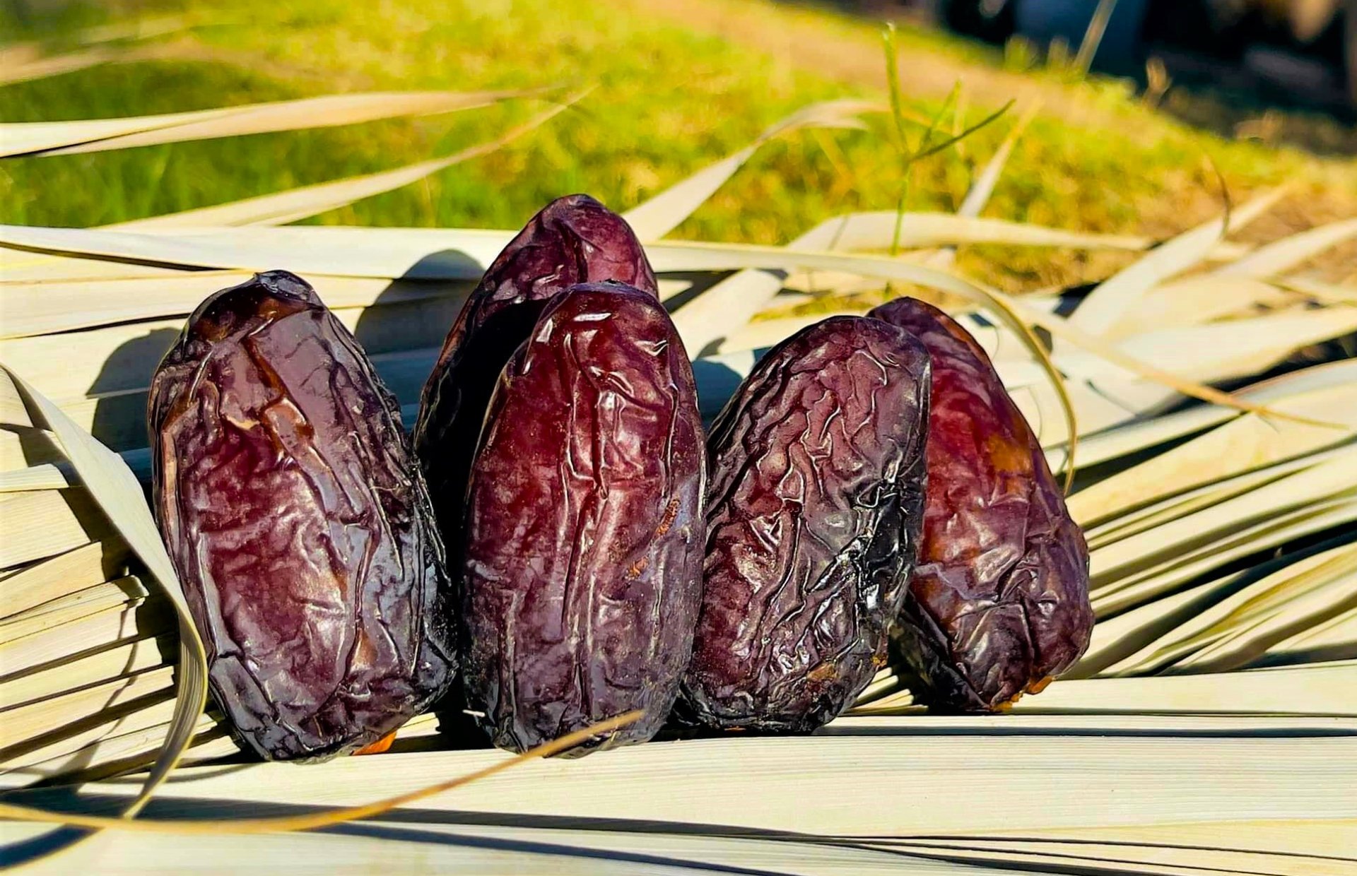 Presentará INIFAP el Paquete Tecnológico de la Palma Datilera ...