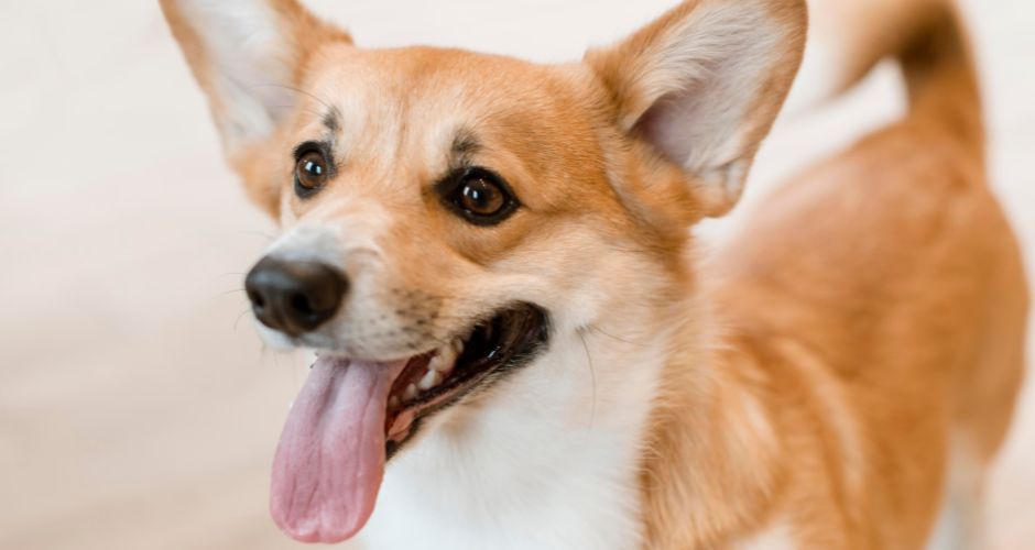 La Asociación Naval lleva el Día de los Perros a Pack Level - Uniradio ...
