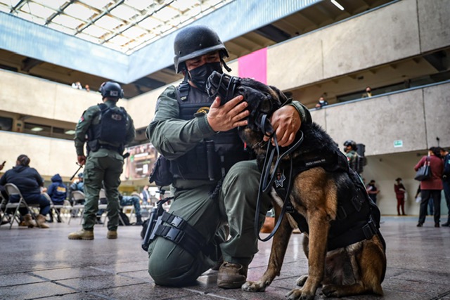 Perros de la policía municipal adiestrados para encontrar drogas, ya ...