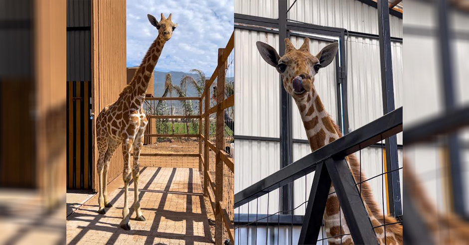 Llega Baako, la jirafa que promueve la conservación en PaiPai Ecoturism ...