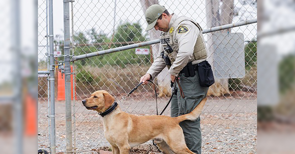 Perros detectores de explosivos y armas se unen a la unidad K-9 de San Diego - Uniradio Informa ...