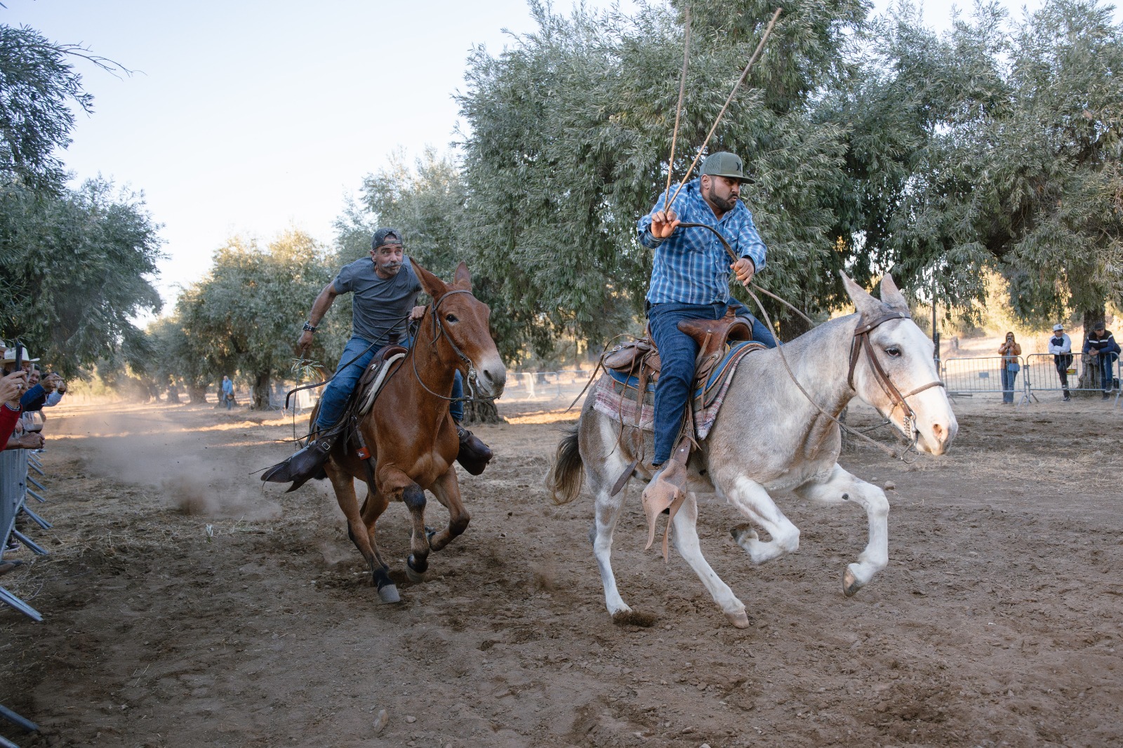 Una tradición que refuerza raíces: La tercera Carrera de Mulas en el ...