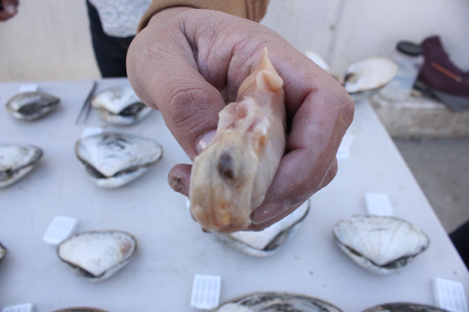 Avanza estudio de almeja pismo promovido por la SEPESCA BC - Uniradio ...