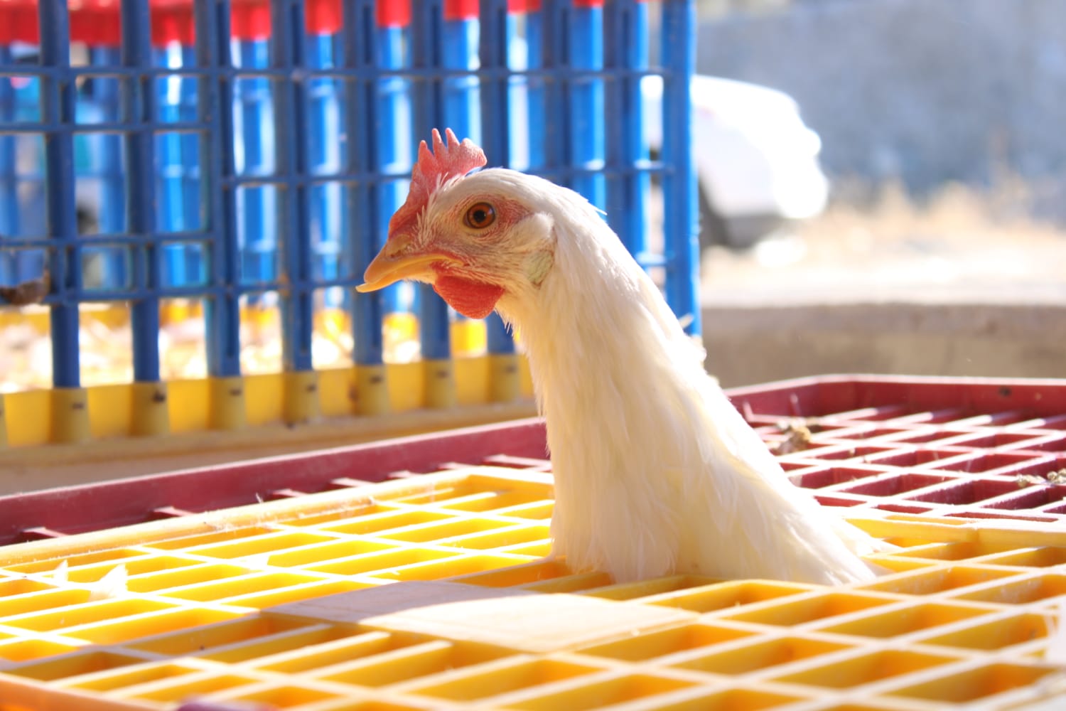 Coadyuva Sader BC dentro del "COES" para cuidar la salud animal del ...