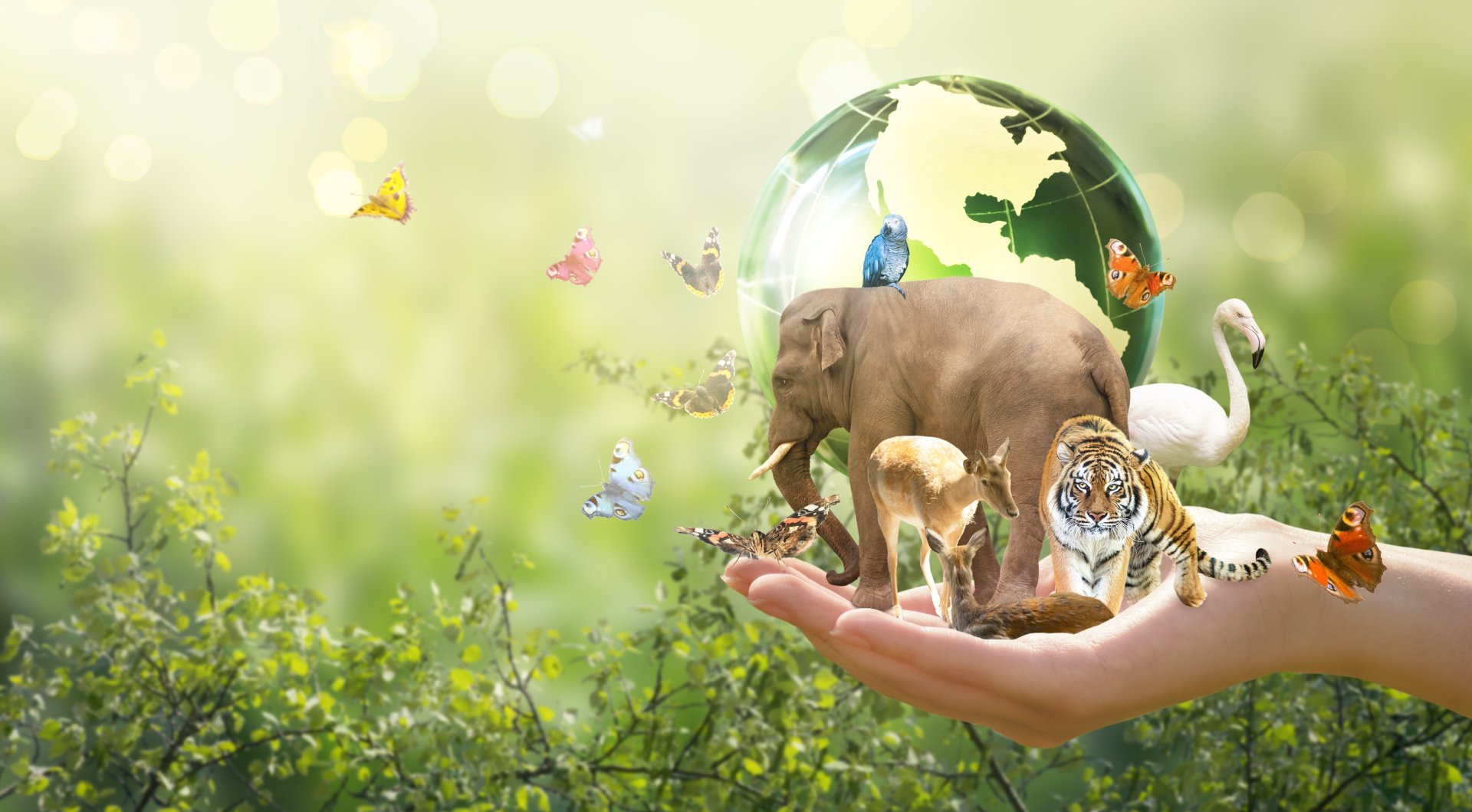 Proponen en Congreso de Baja California fortalecer la conservación de ...