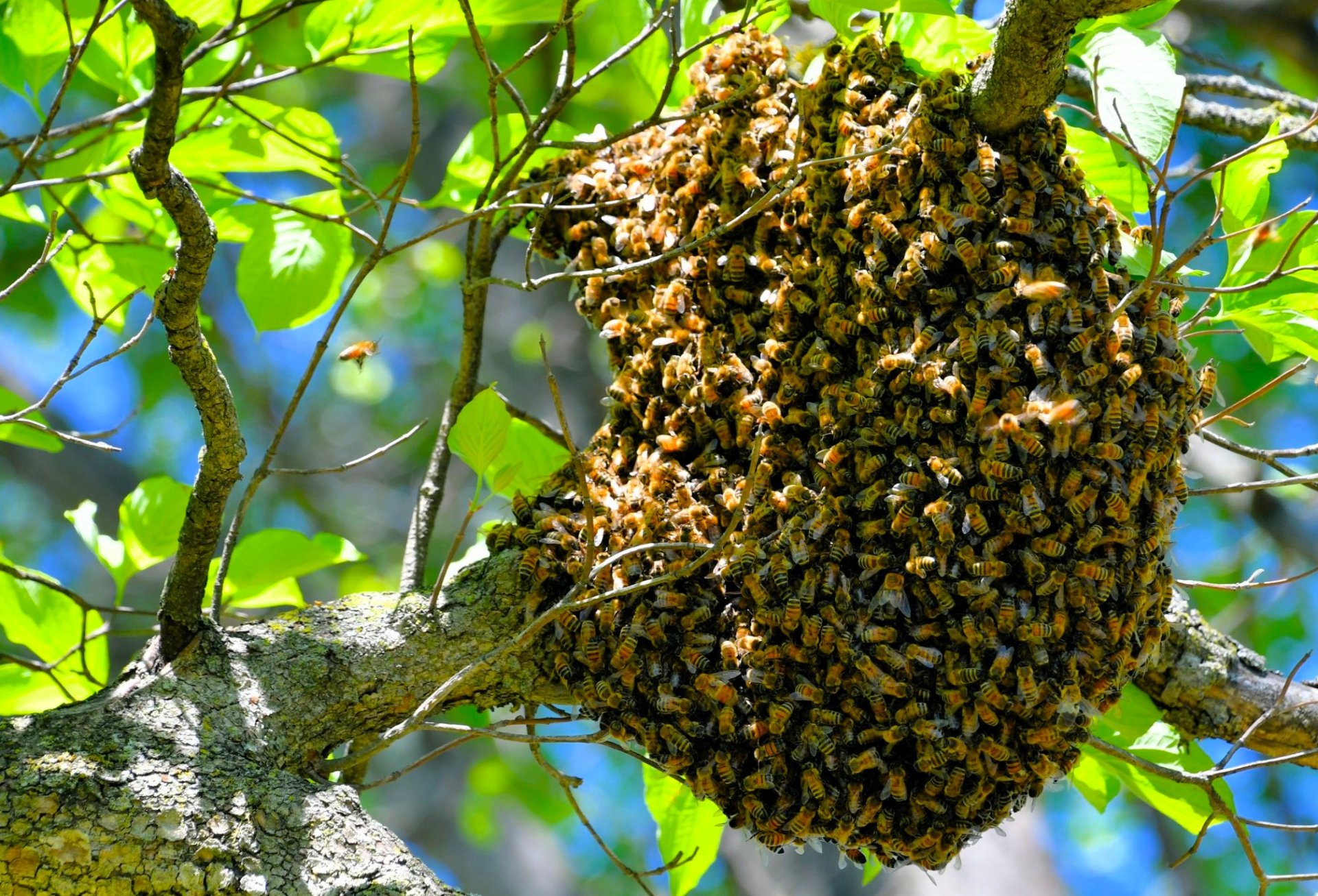 Inició la temporada de la reproducción de abejas AGRICULTURA solicita ...