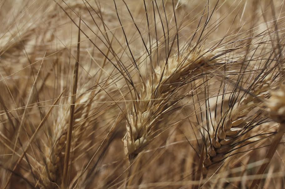Por concluir SADERBC la dispersión del programa de rendimiento al trigo ...
