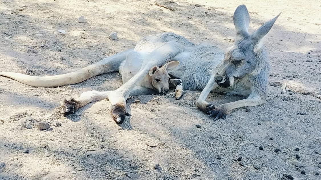 Nace cría de canguro en el Zoológico de Mexicali - Uniradio Informa ...