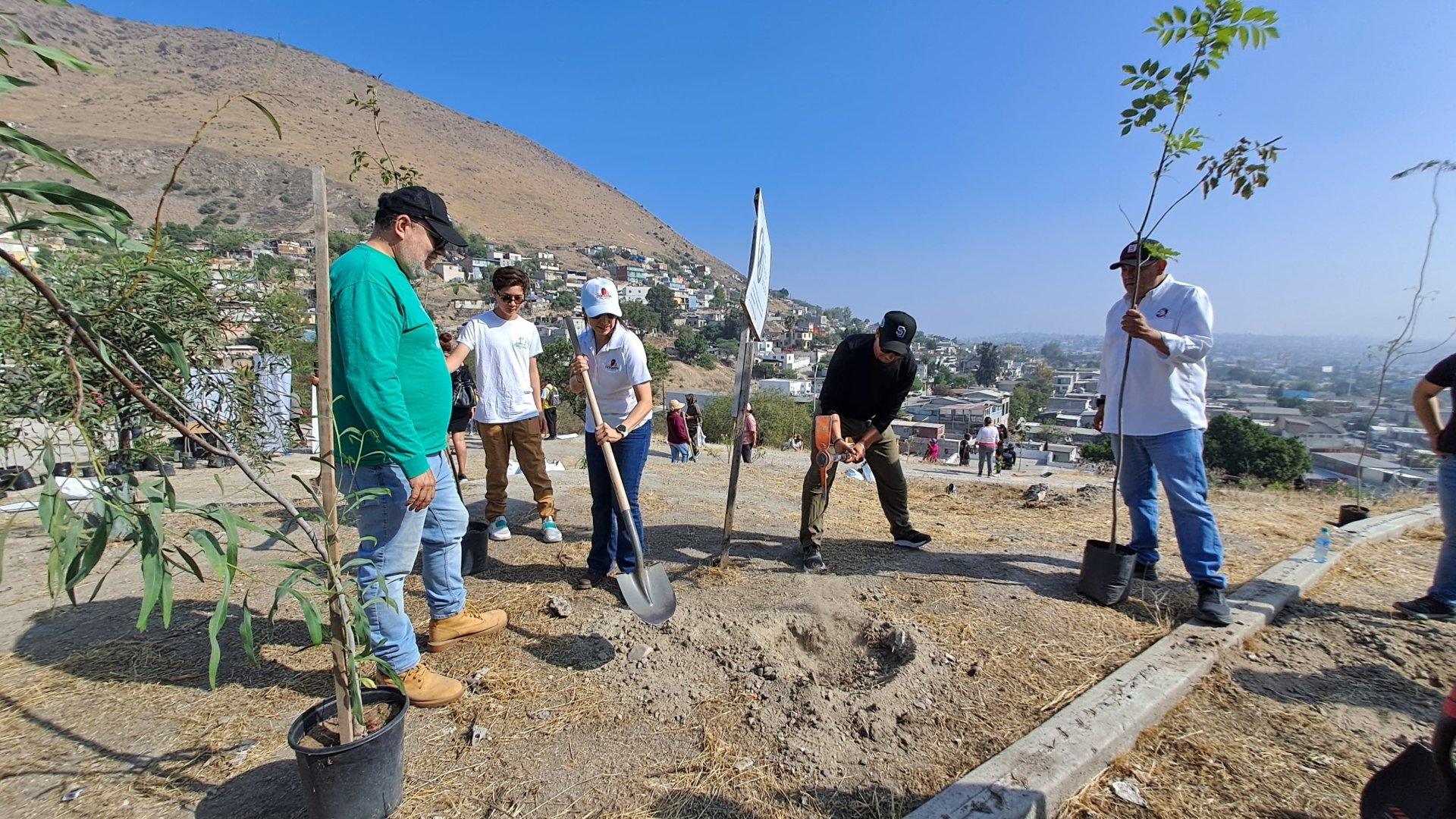 Genera Nación Verde acciones responsables para proteger el arbolado urbano en Tijuana - Uniradio ...
