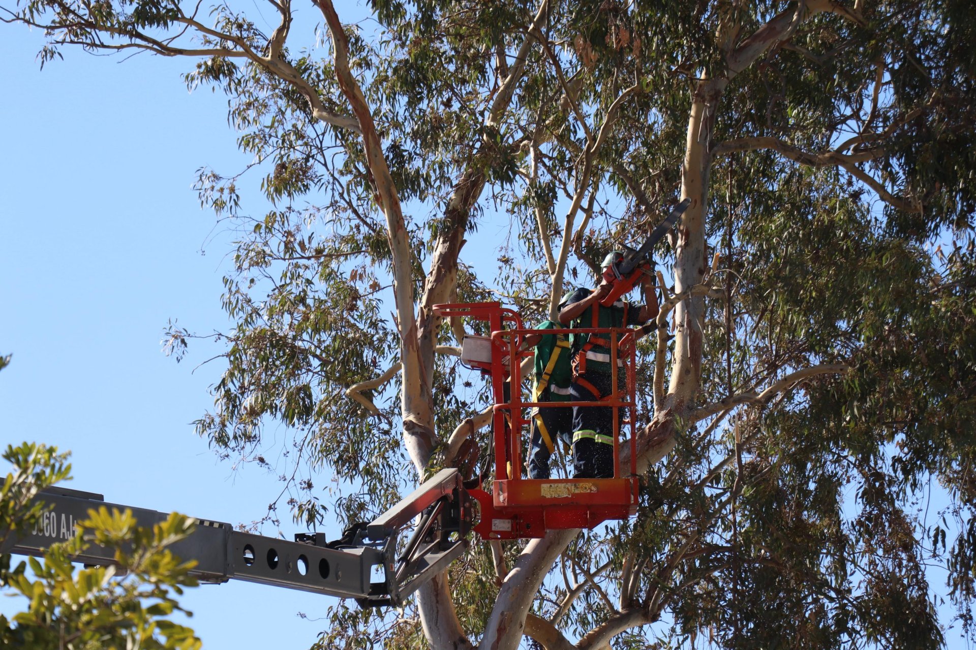 Llama Nación Verde a reforzar poda preventiva ante vientos de Santa Ana - Uniradio Informa Baja ...
